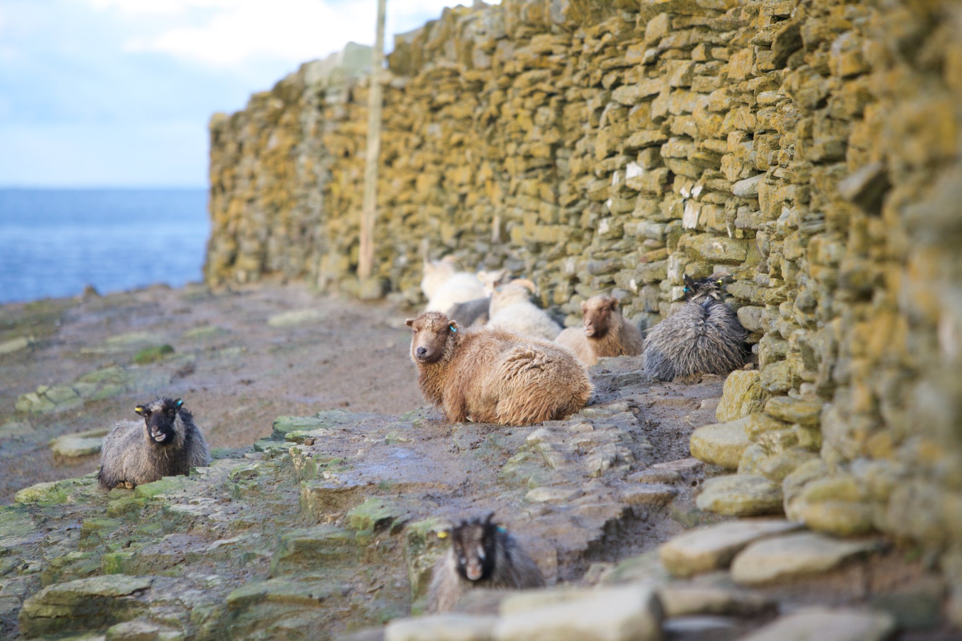 North Ronaldsay Sheep Dyke Warden Appointed | North Isles Landscape ...