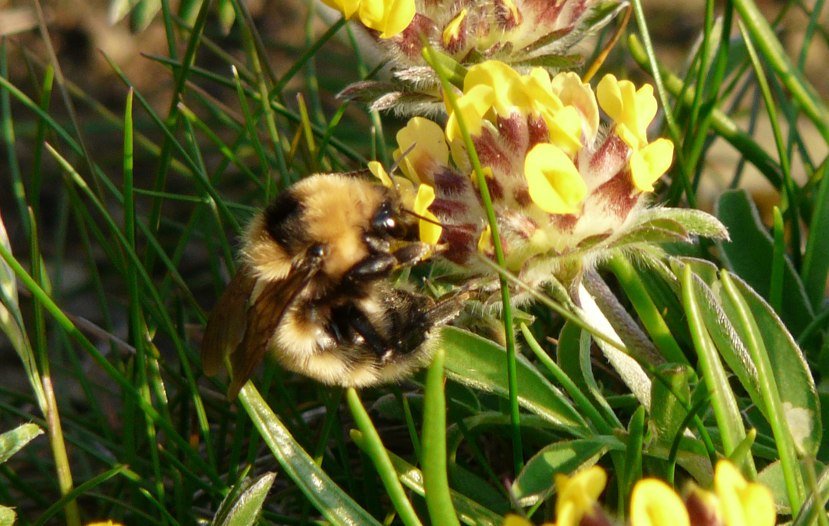 Bumblebees | North Isles Landscape Partnership Scheme