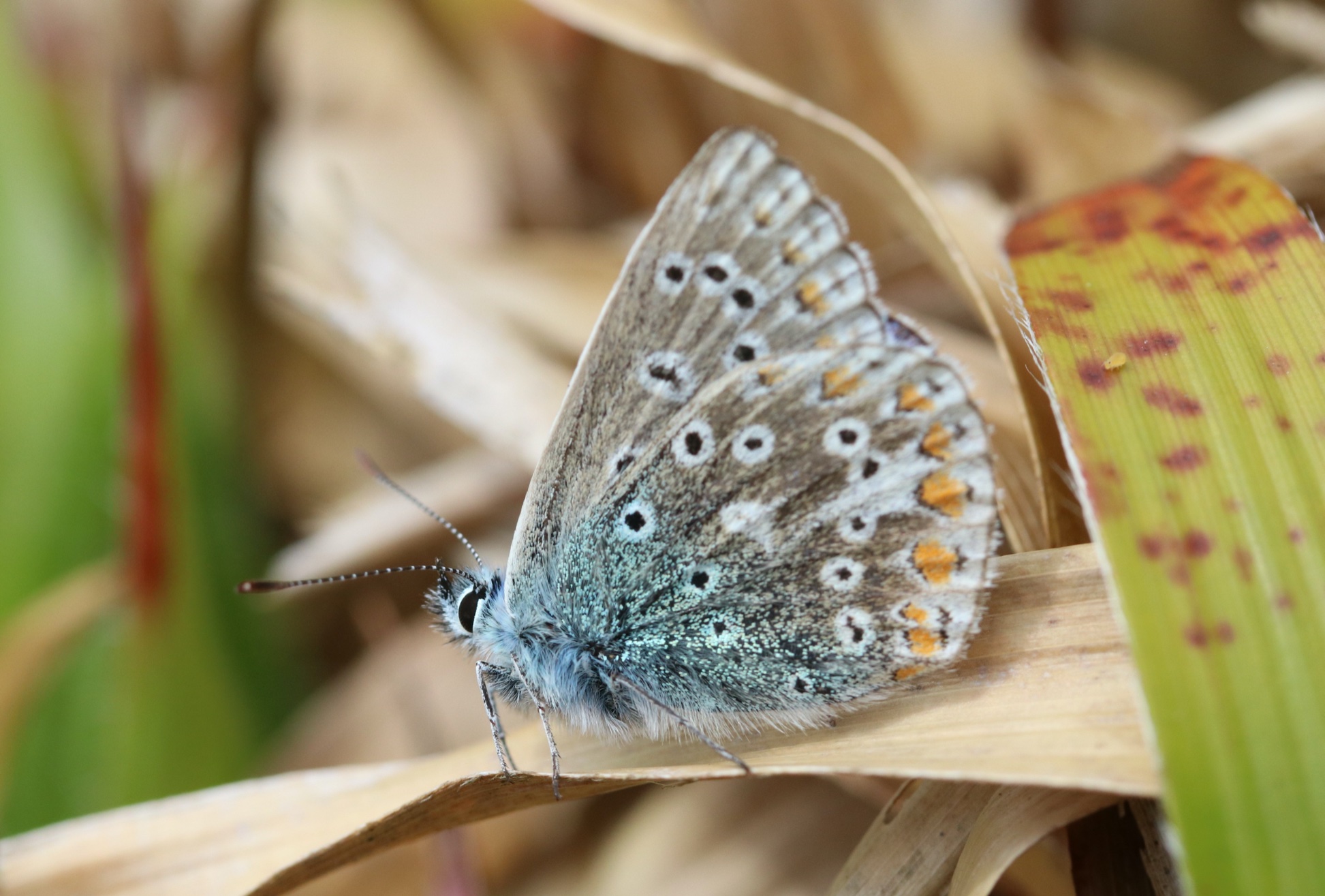 The Most Common Butterfly In The Uk